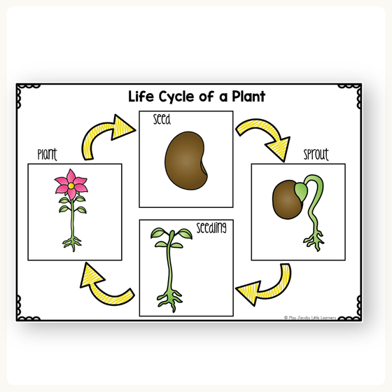 Plants Thematic Unit - Miss Jacobs Little Learners