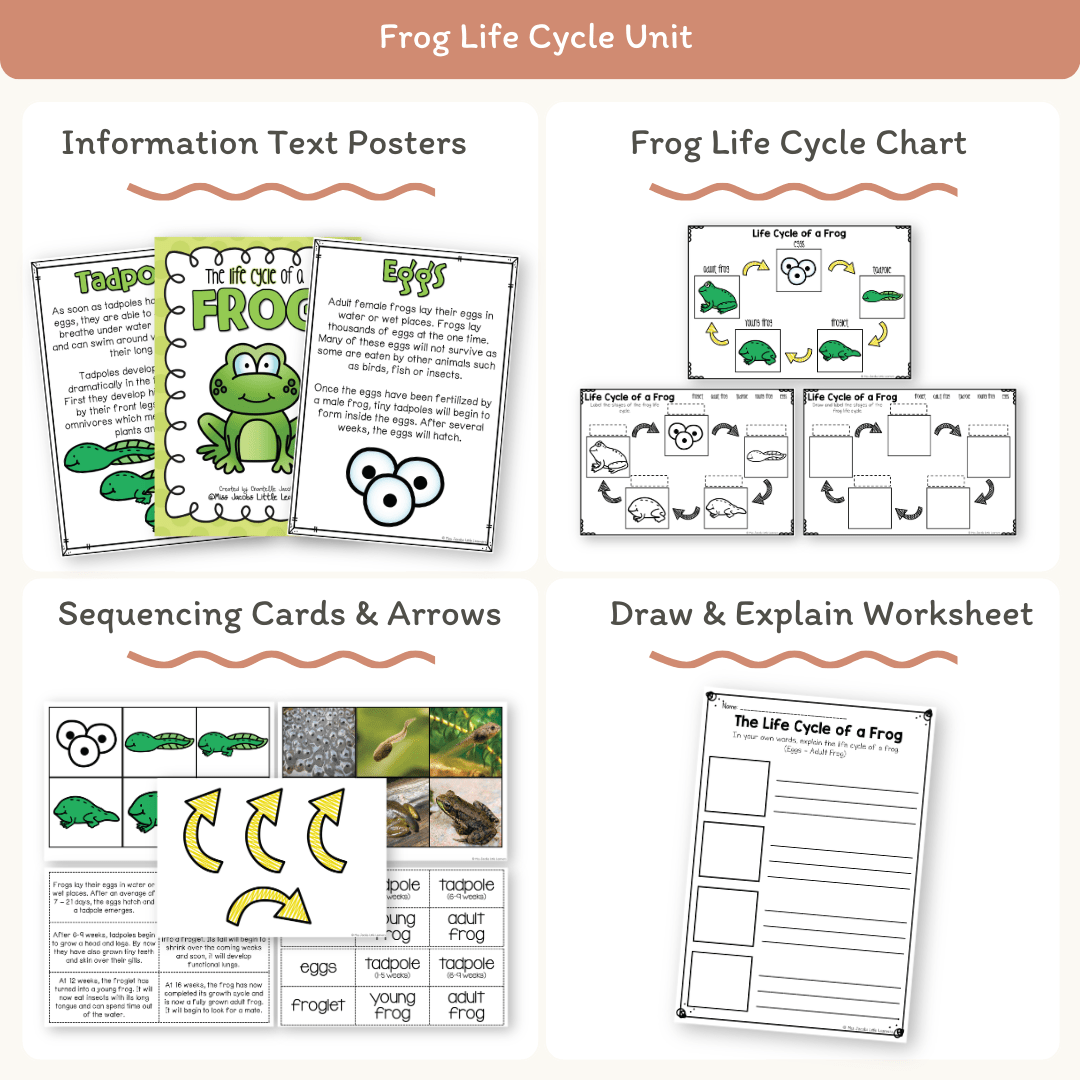 Life Cycle Thematic Units Bundle - Printables, Worksheets & Activities ...