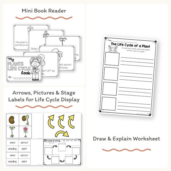 Plant Life Cycle Stages Mini Unit - Visuals and Worksheets - MJLL ...
