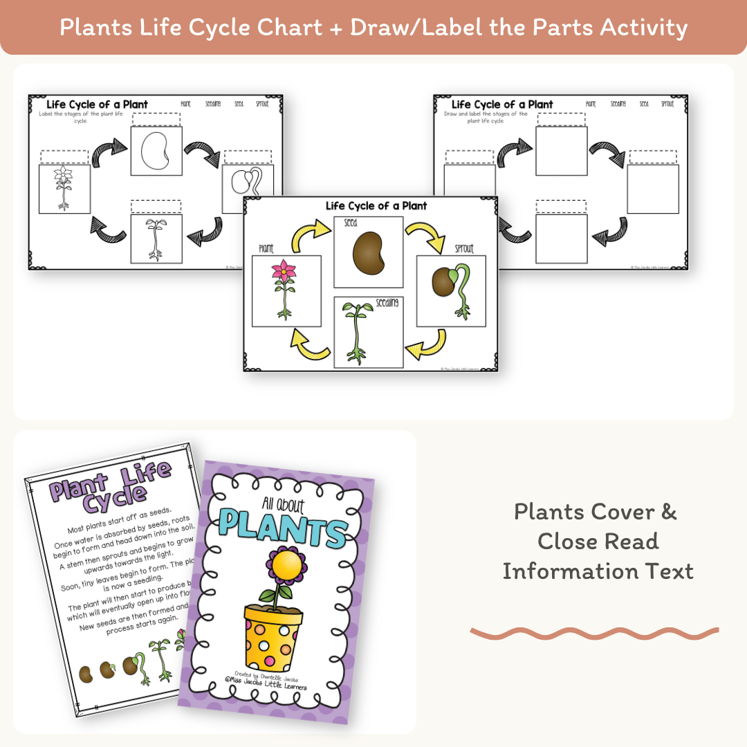 Plant Life Cycle Stages Mini Unit - Visuals and Worksheets - MJLL ...